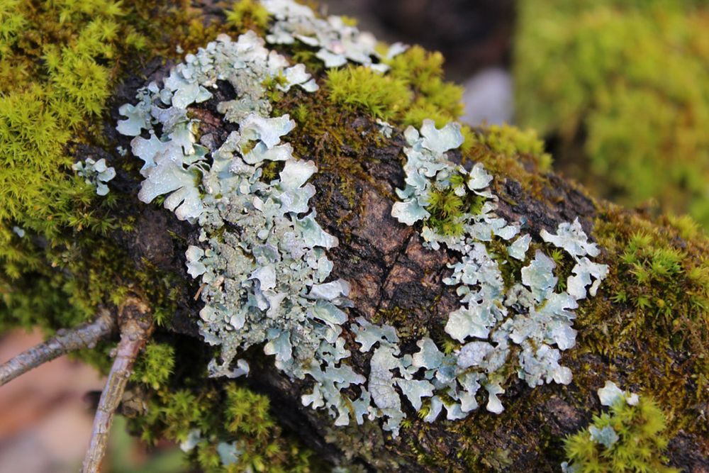 Flechten Foto & Bild | pflanzen, samen, natur, pflanzen Bilder auf fotocommunity