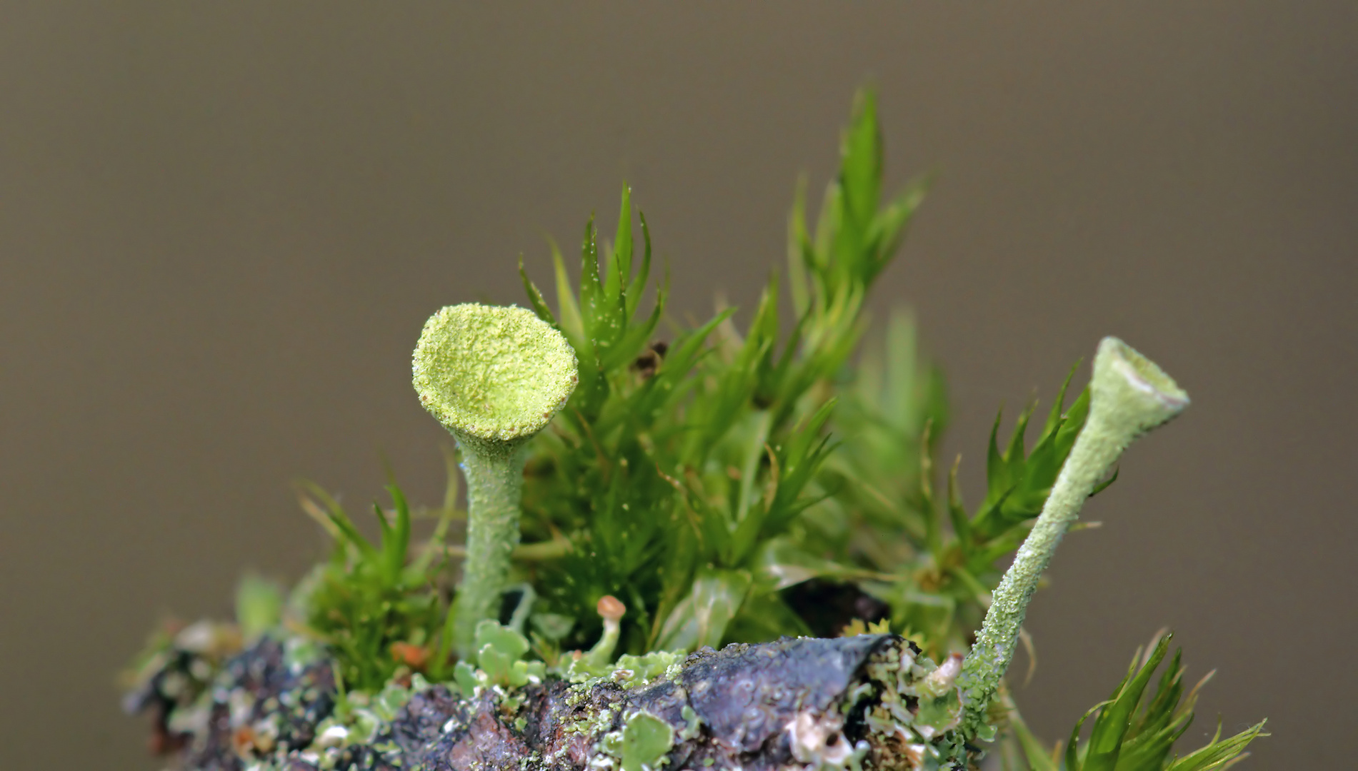 Flechten Foto & Bild | pflanzen, pilze & flechten, pilze & flechten, pflanzen Bilder auf ...