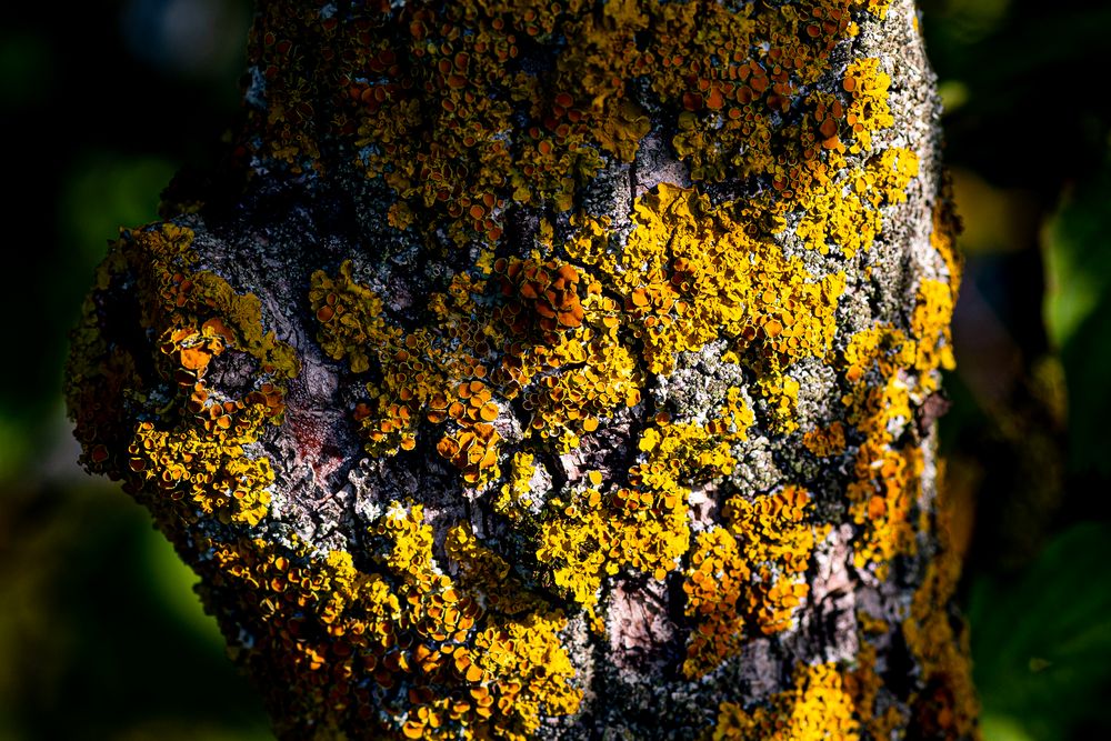 Flechten am Baum im Garten Foto & Bild | pflanzen, pilze & flechten, pilze & flechten, pflanzen ...