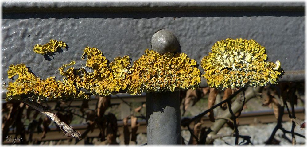 Flechten am Geländer Foto & Bild | pflanzen, pilze & flechten, pilze & flechten, bodensee Bilder ...