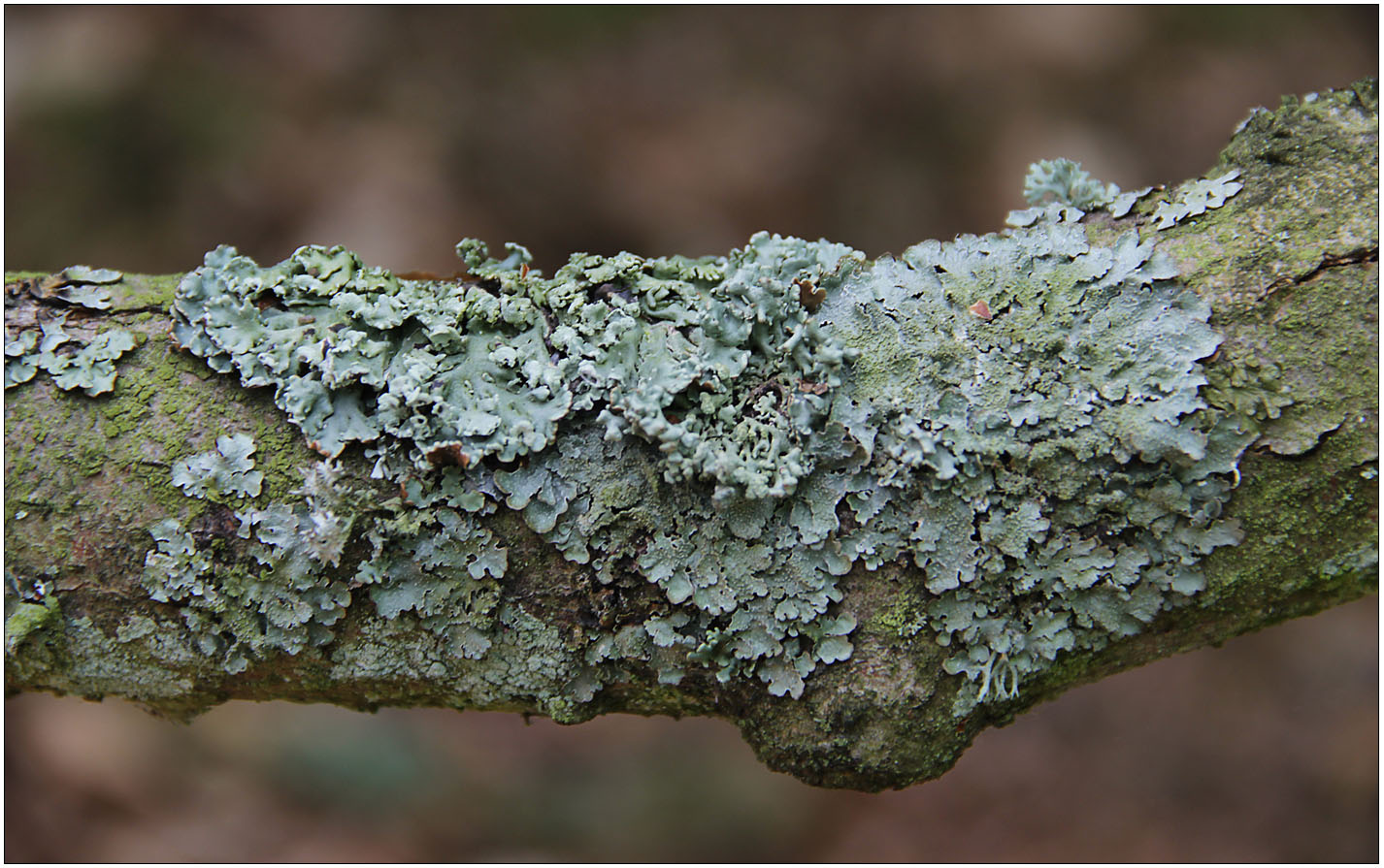 Flechten am Knie Foto & Bild | pflanzen, pilze & flechten, pilze & flechten, flechten, diverse ...