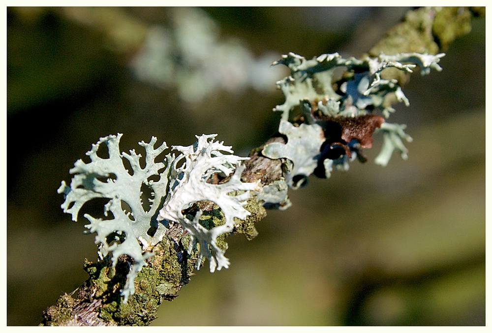 Flechten, Moos, .. Foto & Bild | pflanzen, pilze & flechten, pilze & flechten, natur Bilder auf ...
