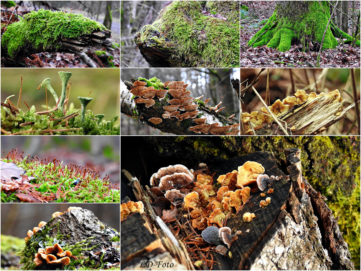 Flechten Moose Pilze Foto & Bild | pflanzen, pilze & flechten, moose & farne, natur Bilder auf ...