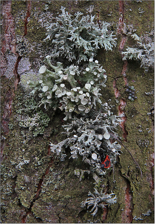 Flechten, Perlen und eine Wanze. Foto & Bild | pflanzen, pilze & flechten, pilze & flechten ...
