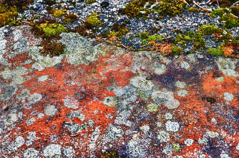 Flechten und Moos Foto & Bild | pflanzen, pilze & flechten, pilze & flechten, natur Bilder auf ...