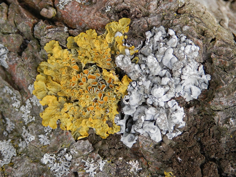 Flechtengemeinschaft auf Bäumen im Freiland Foto & Bild | pflanzen, pilze & flechten, pilze ...
