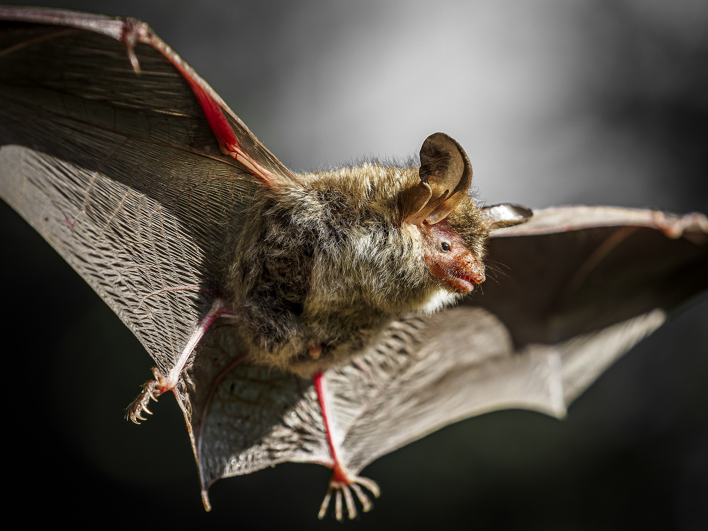 Fledermaus Foto & Bild | tiere, wildlife, säugetiere Bilder auf fotocommunity