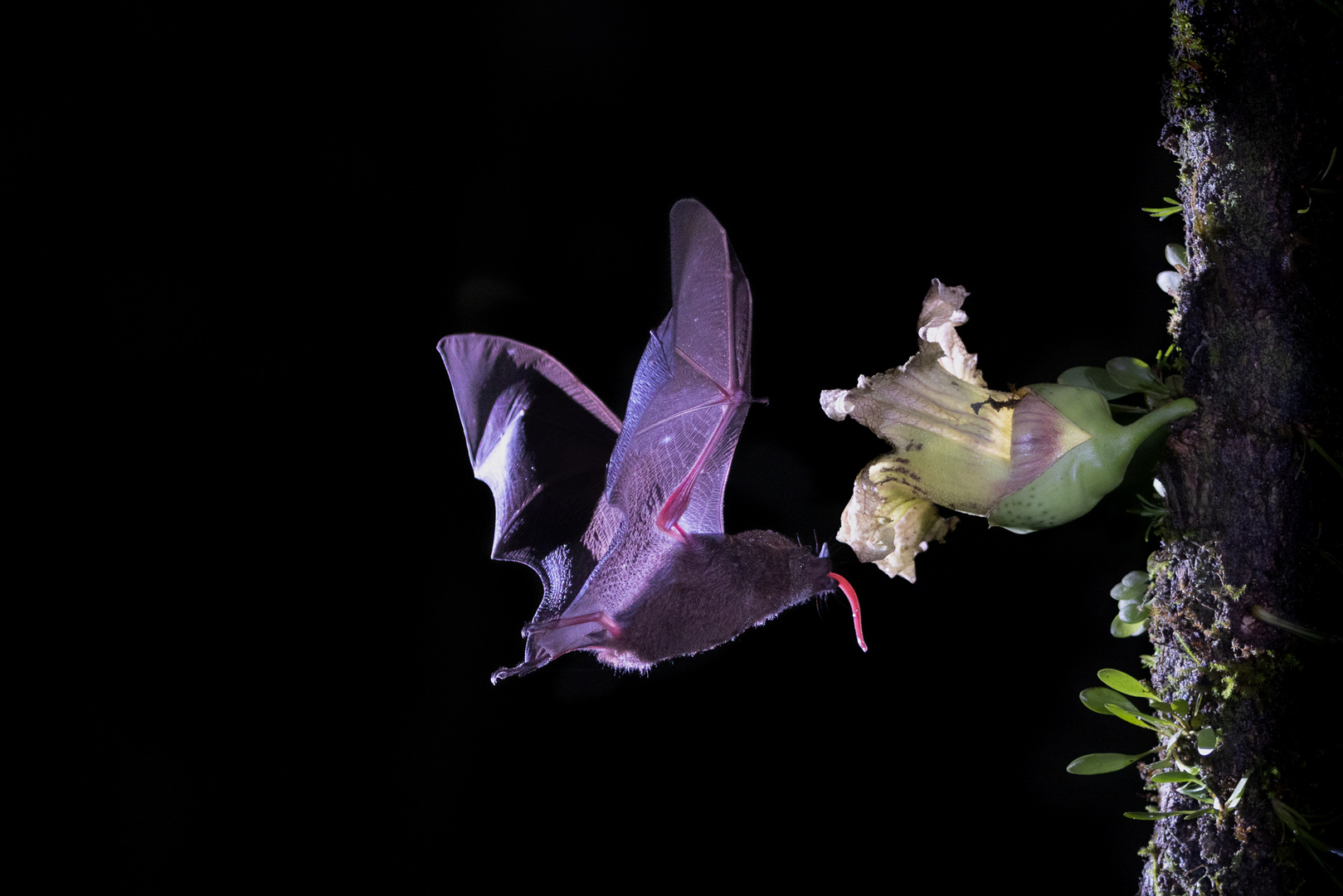 Fledermaus Fluganimation