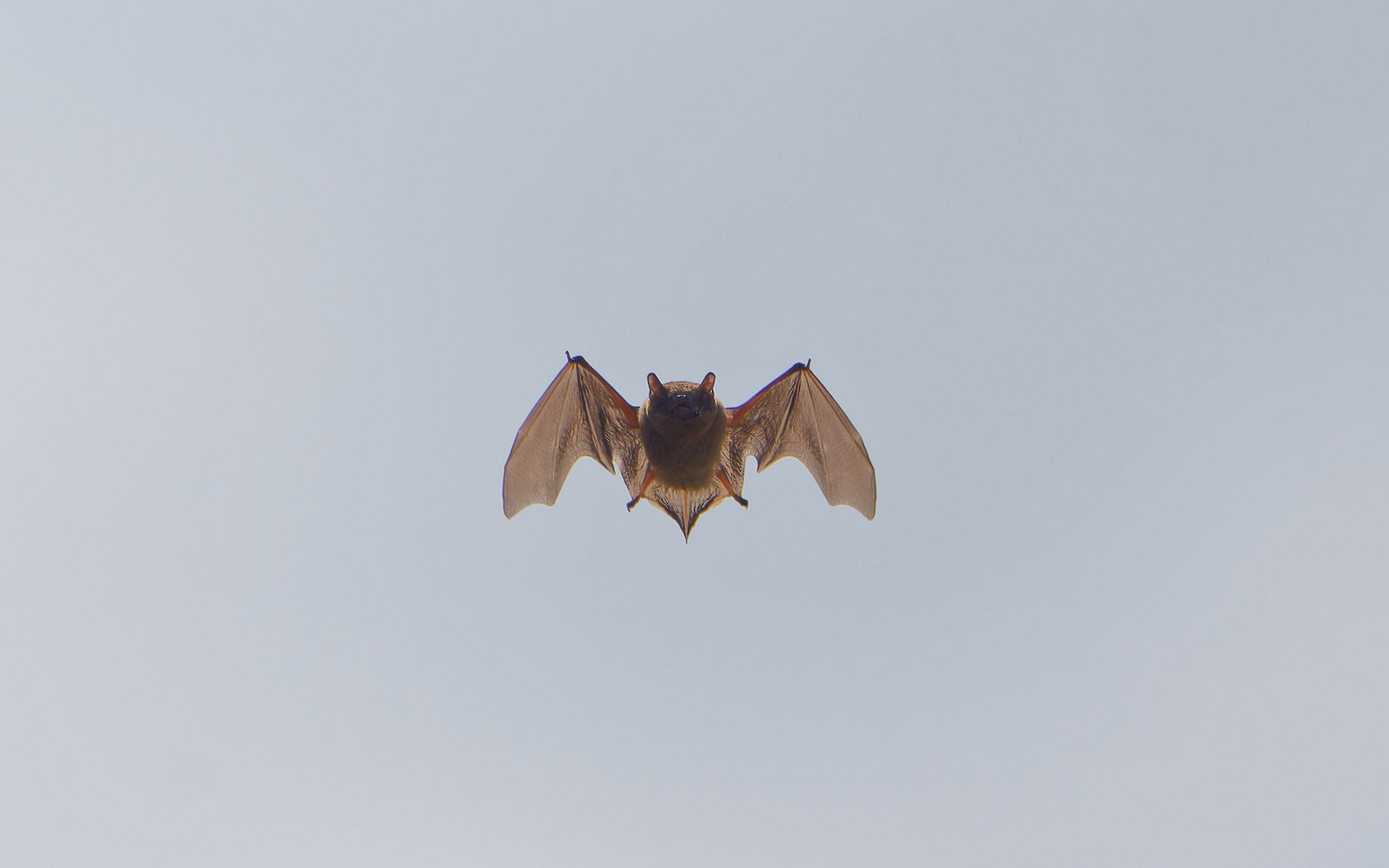 Fledermaus im Flug (Doku) Foto & Bild | tiere, wildlife, säugetiere Bilder auf fotocommunity