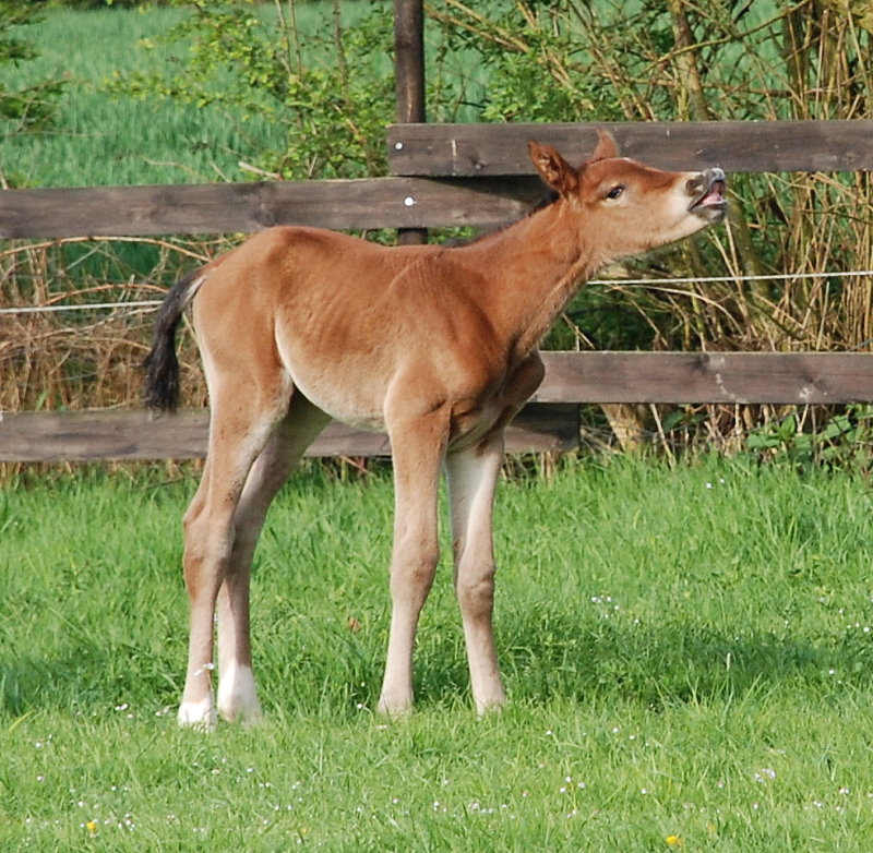 FLEHMEN . . . Foto & Bild | tiere, haustiere, pferde, esel, maultiere ...