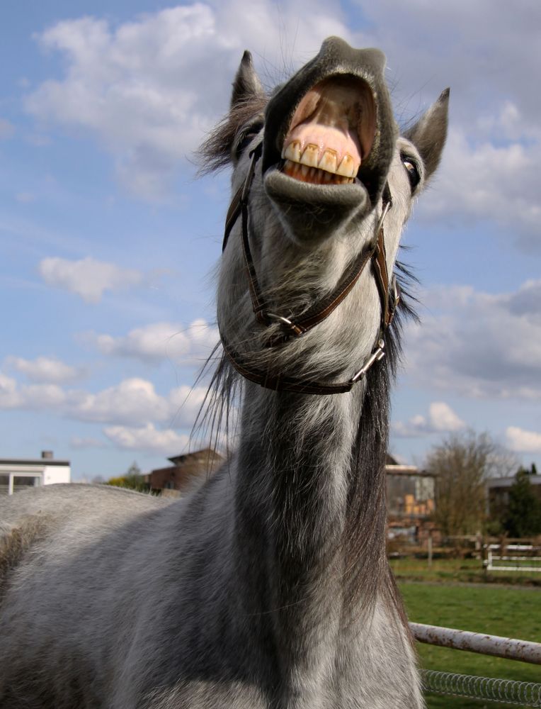 Flehmen Foto & Bild | tiere, haustiere, pferde, esel, maultiere Bilder ...