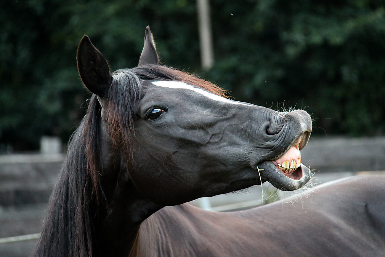 flehmender französischer Traberhengst Foto & Bild | tiere, haustiere ...