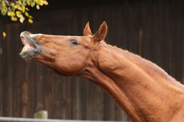 Flehmender Hengst Foto & Bild | tiere, haustiere, pferde, esel ...