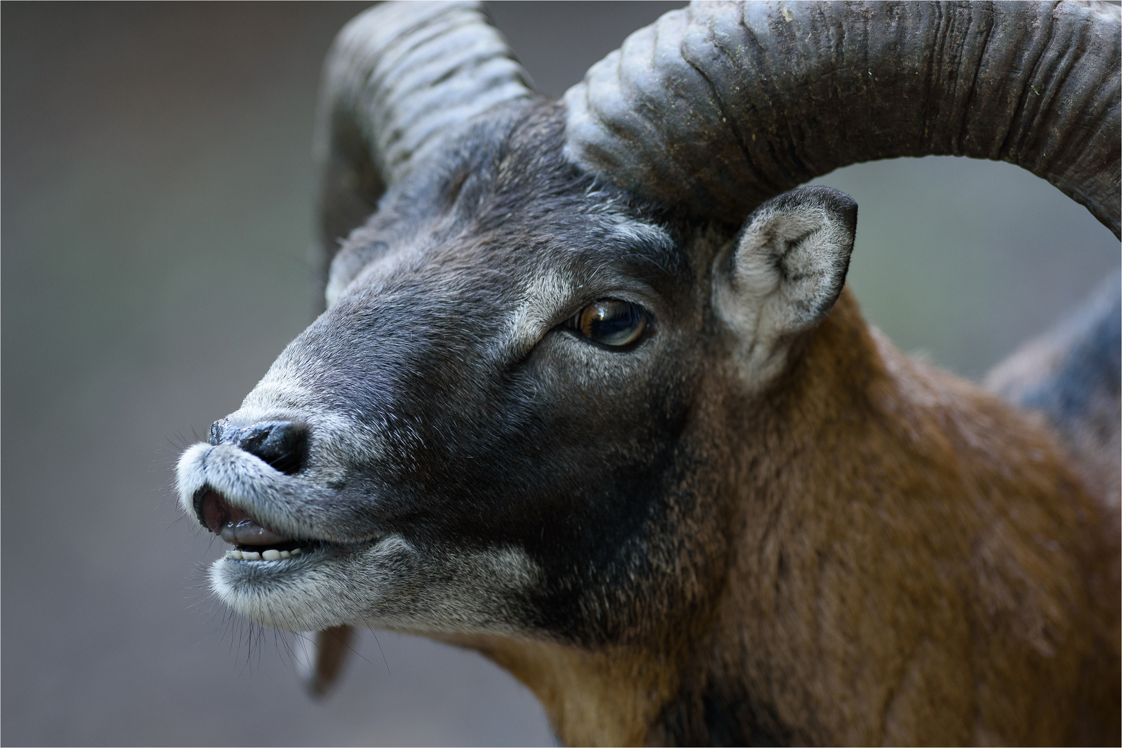 flehmender Mufflon-Widder I Foto & Bild | nikon, schaf, natur Bilder ...