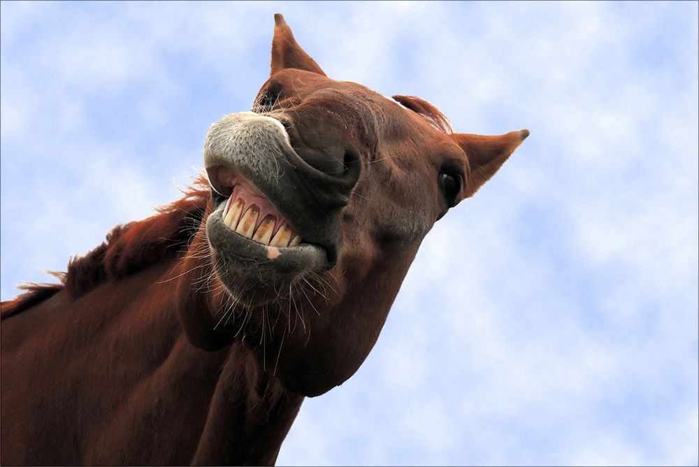 Flehmendes Pferd Foto & Bild | world, brandenburg, deutschland Bilder ...