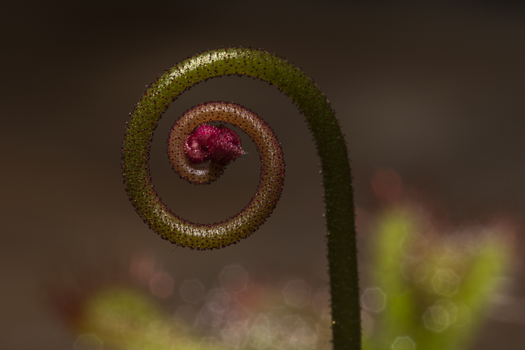 Fleisch fressende Planze Foto & Bild | fotos, makro, natur Bilder auf ...