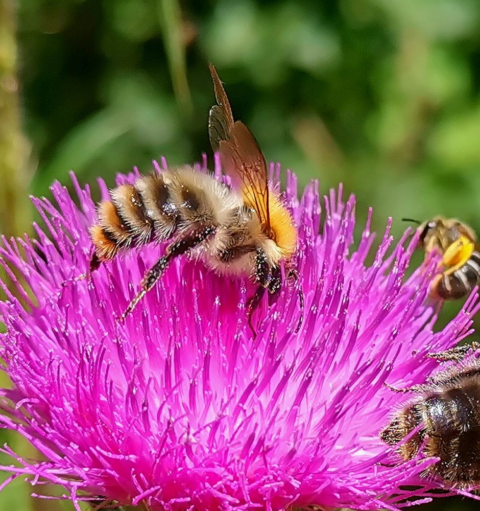 Fleißige Bienchen Foto & Bild | tiere, natur, pflanzen Bilder auf ...