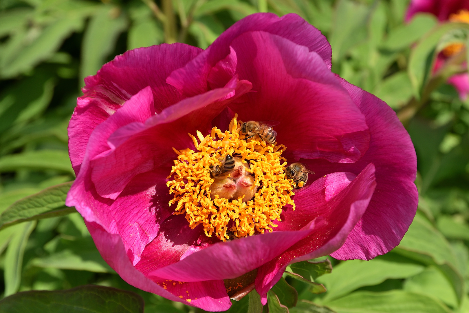 Fleißige Bienchen... Foto & Bild | blume, blumen, blüte Bilder auf ...