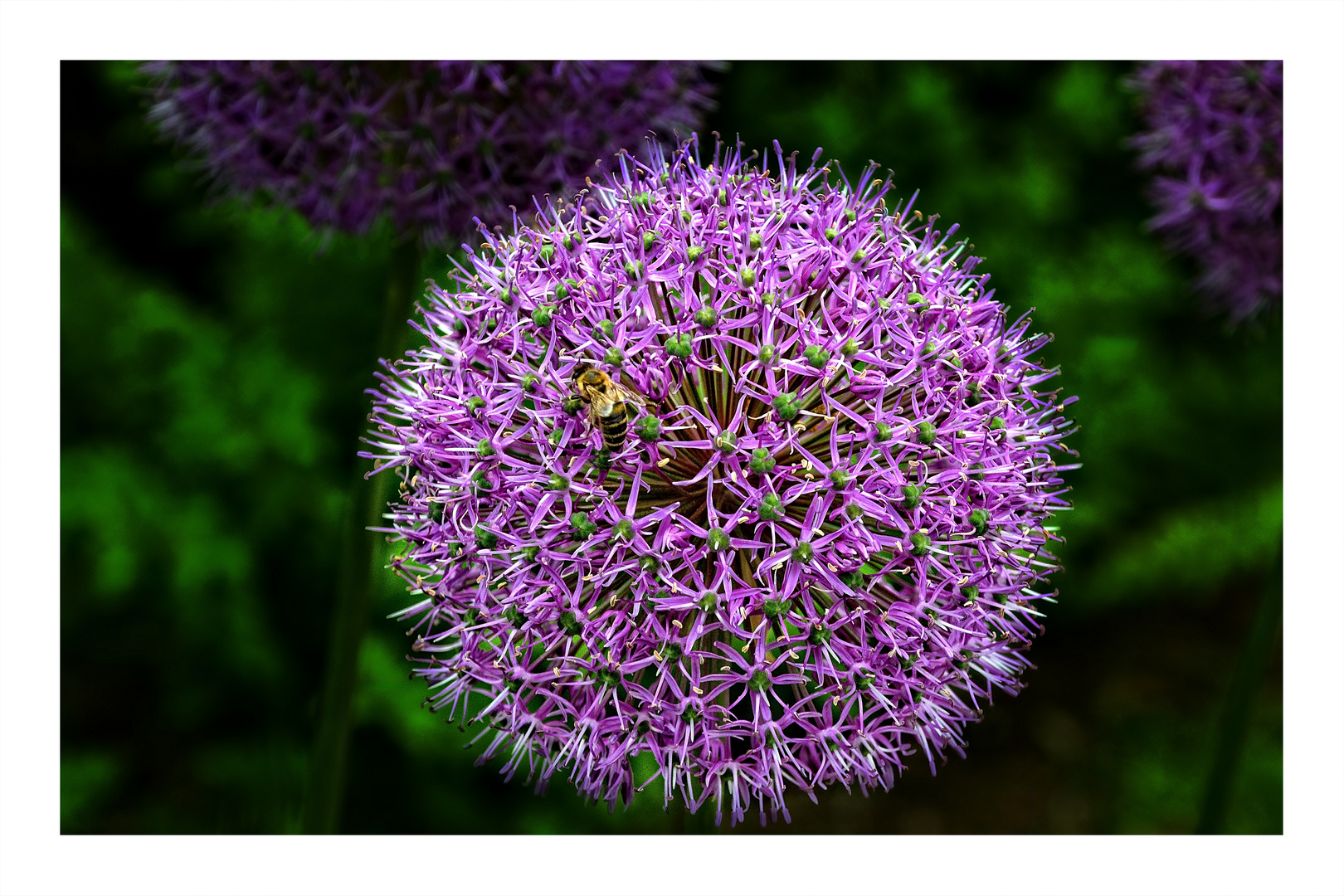 Fleißige Bienchen im Botanischen Garten in Göttingen Foto & Bild ...