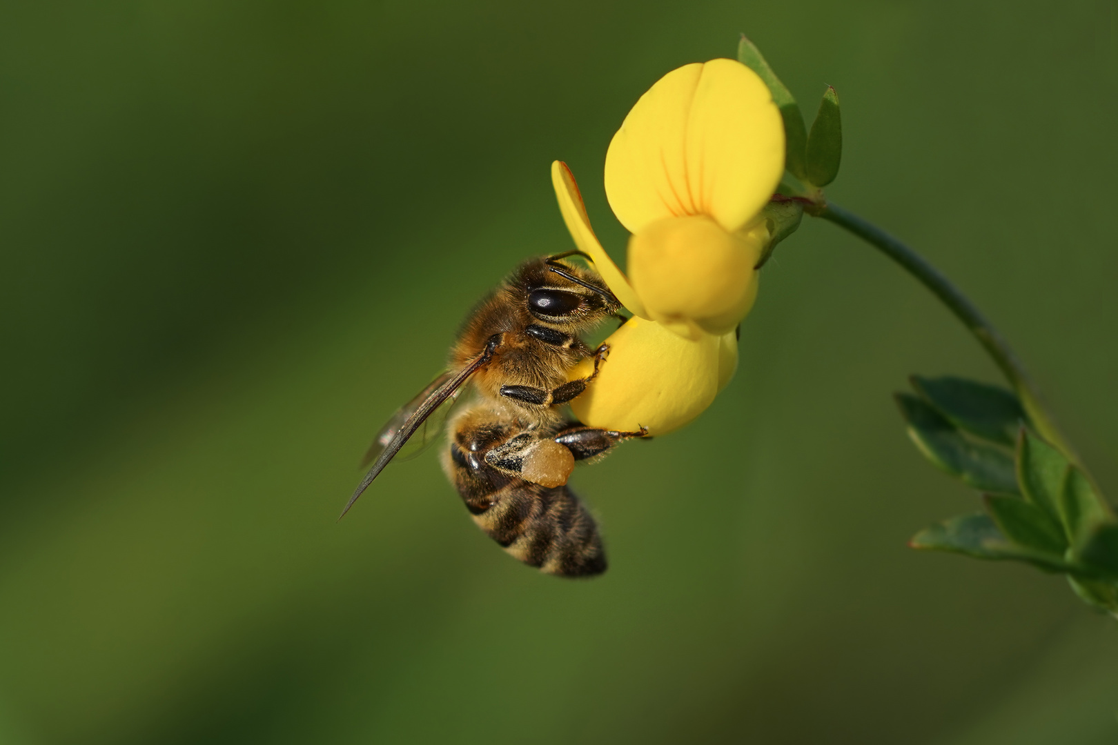 Fleißige Biene Foto & Bild | tiere, wildlife, insekten Bilder auf ...