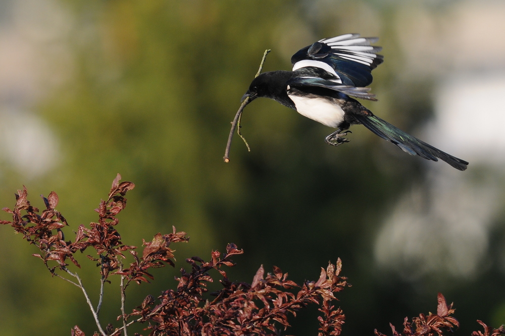 Fleissige Elster Foto & Bild | tiere, wildlife, wild lebende vögel ...