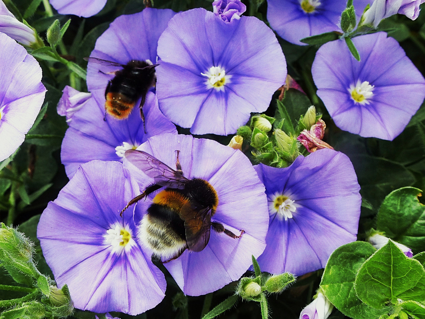 Fleissige Hummeln Foto & Bild | jahreszeiten, sommer, insekten Bilder ...