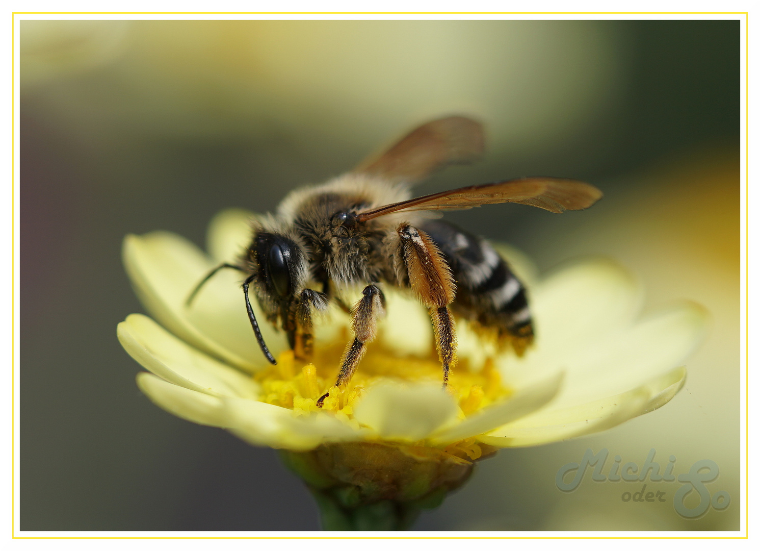 Fleißiges "Bienchen" Foto & Bild | tiere, zoo, wildpark & falknerei ...