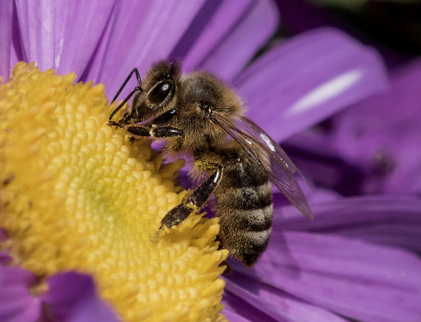 fleißiges Bienchen Foto & Bild | insekten, natur, tiere Bilder auf ...
