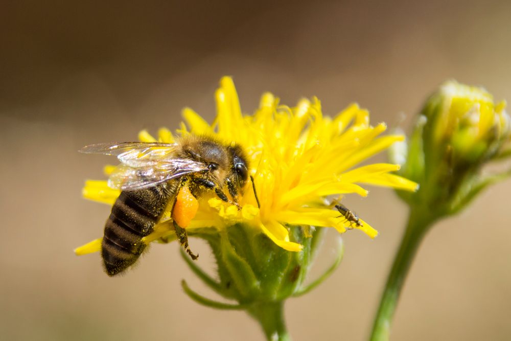 Fleißiges Bienchen Foto & Bild | tiere, wildlife, insekten Bilder auf ...