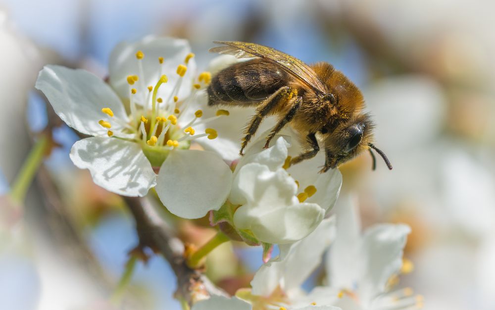Fleißiges Bienchen Foto & Bild | spezial, makro, frühling Bilder auf ...