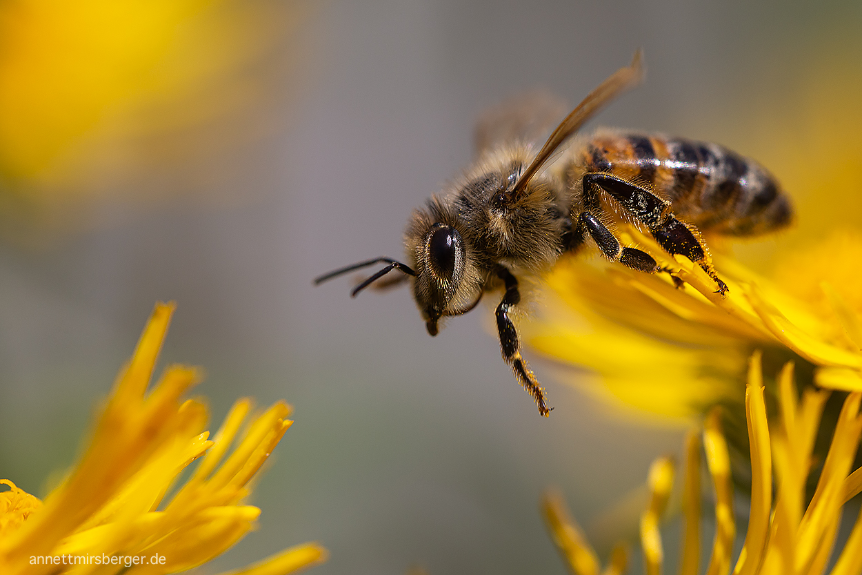 Fleißiges Bienchen Foto & Bild | tiere, wildlife, insekten Bilder auf ...