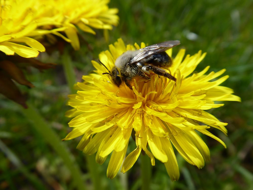 fleißiges Bienchen Foto & Bild | tiere, wildlife, insekten Bilder auf ...