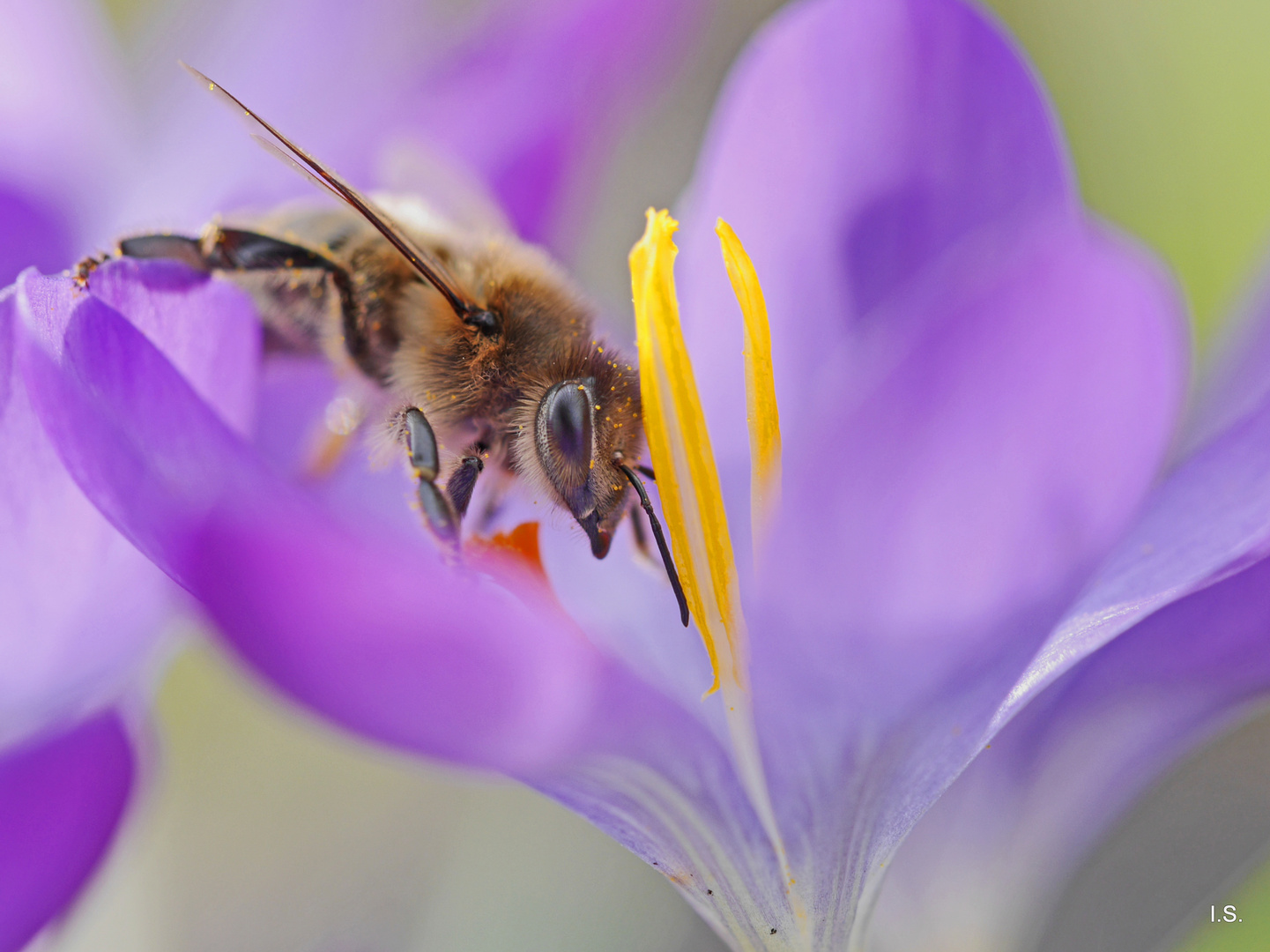 Fleißiges Bienchen! Foto & Bild | makro, frühling, natur Bilder auf ...
