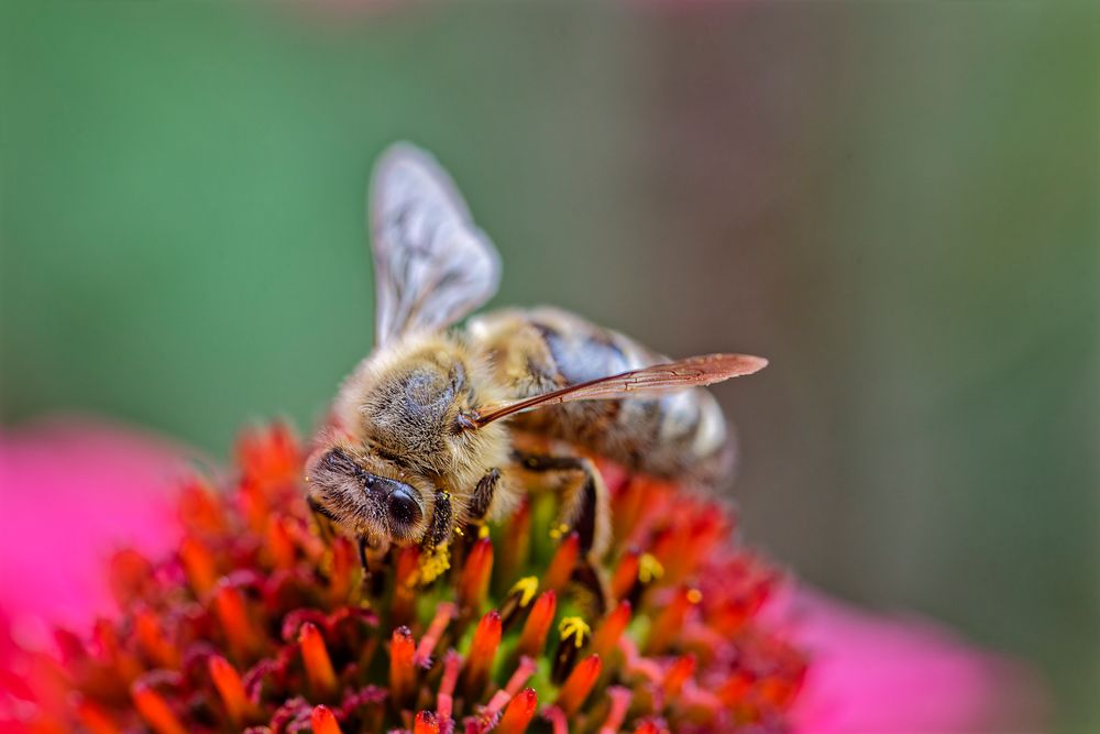 Fleißiges Bienchen Foto & Bild | fotos, art, spezial Bilder auf ...