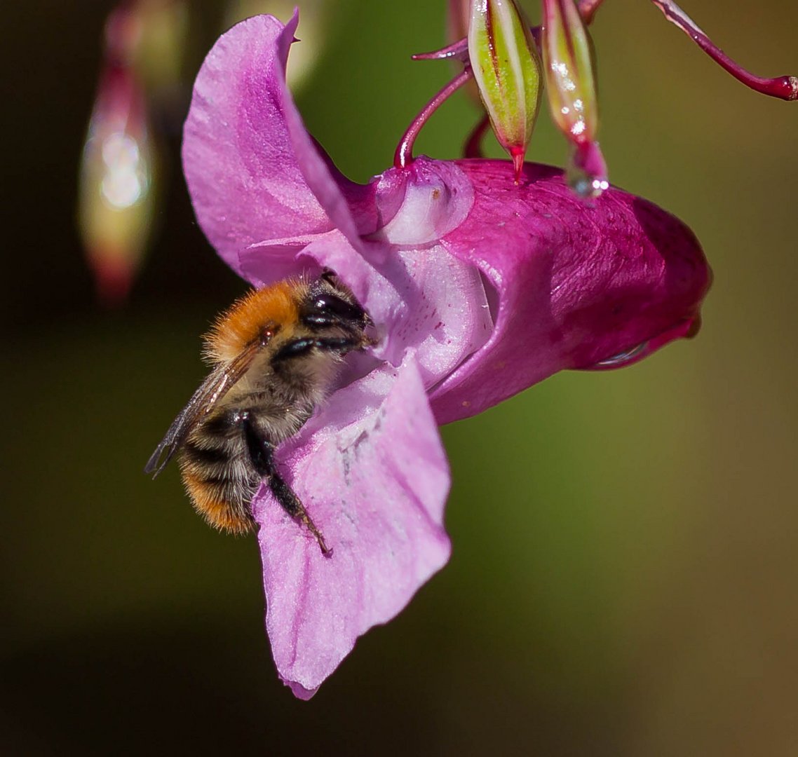 fleißiges Bienchen... Foto & Bild | natur, insekten, wildlife Bilder ...