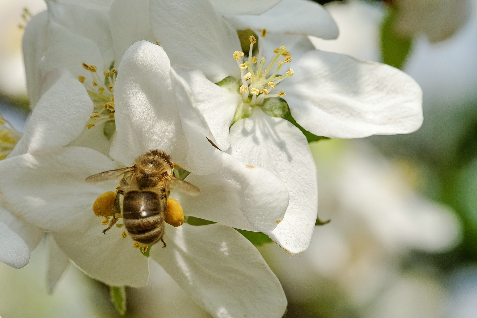 Fleißiges Bienchen Foto & Bild | tiere, wildlife, insekten Bilder auf ...