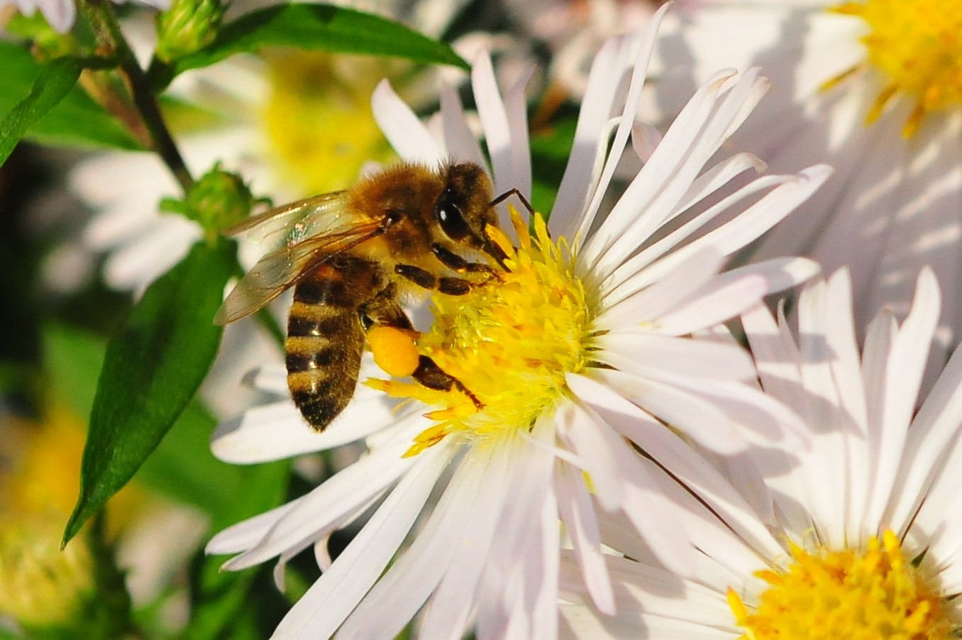 fleißiges Bienchen Foto & Bild | tiere, wildlife, insekten Bilder auf ...