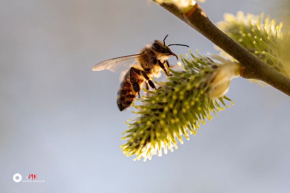 fleißiges Bienchen... Foto & Bild | tiere, wildlife, insekten Bilder ...
