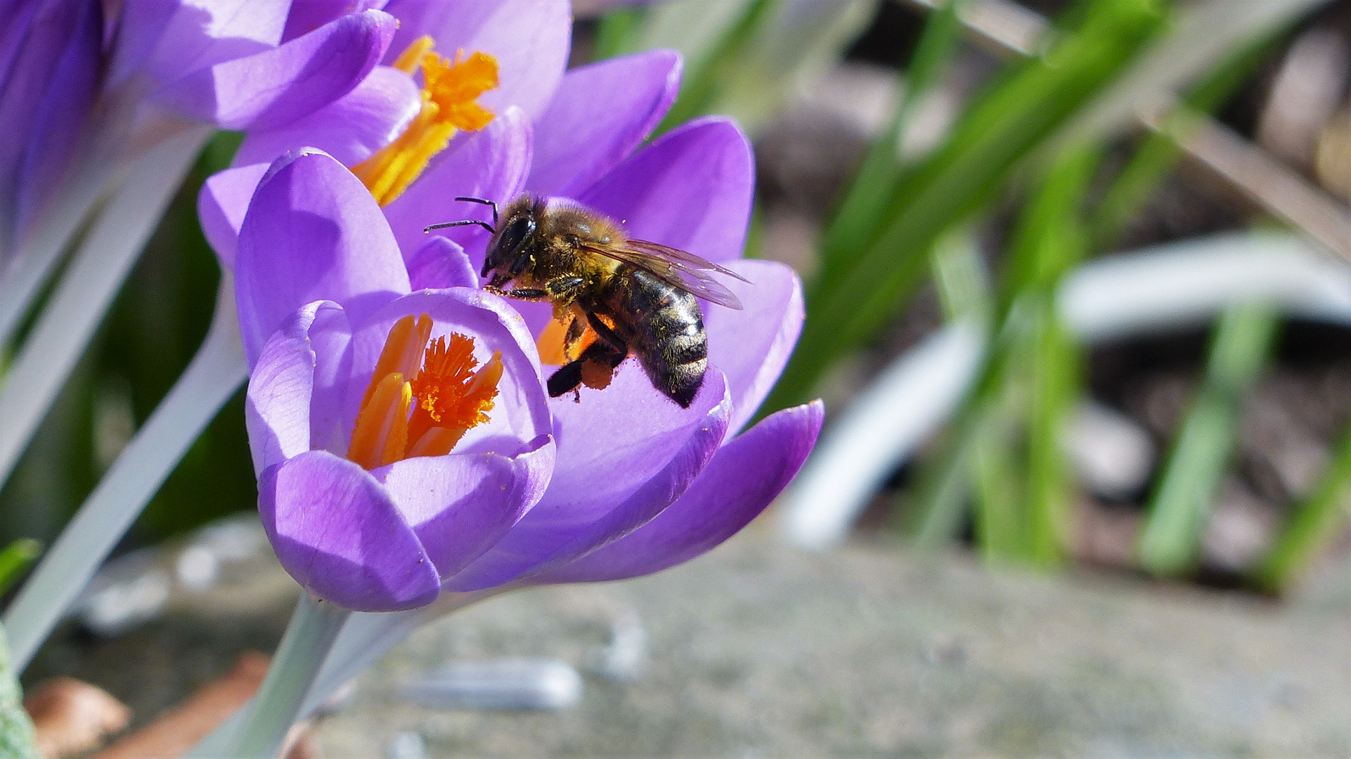 Fleißiges Bienchen Foto & Bild | tiere, wildlife, insekten Bilder auf ...