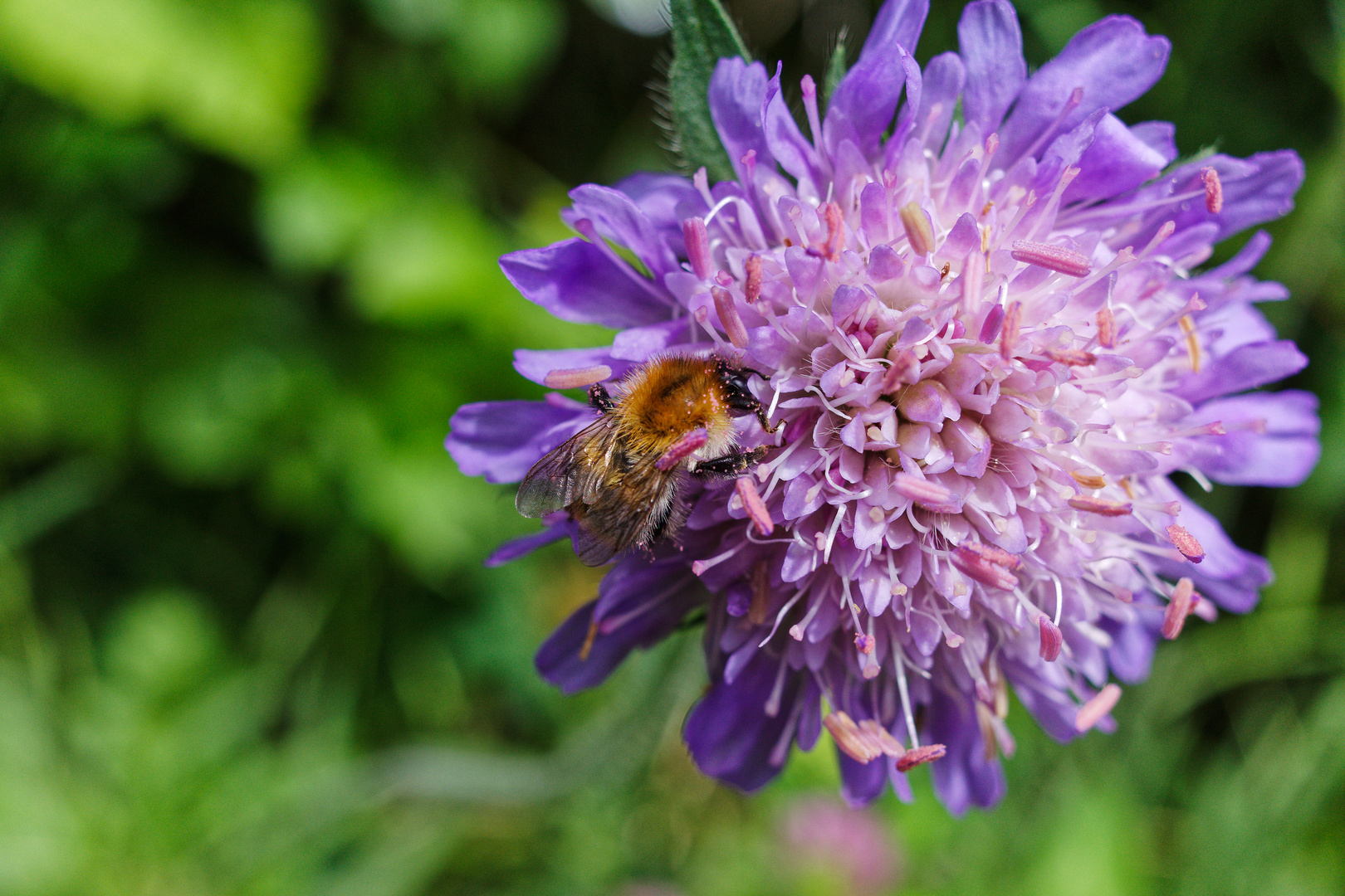 Fleißiges Bienchen Foto & Bild | spezial, frühling, natur Bilder auf ...