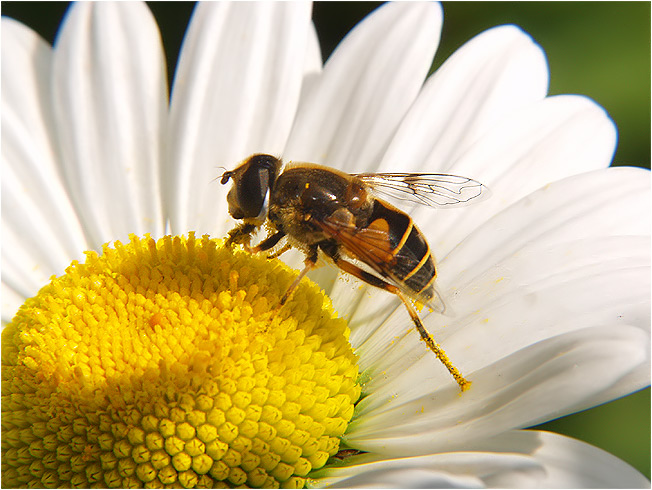 fleißiges Bienchen! Foto & Bild | nah- & makro, techniken, aufnahme ...