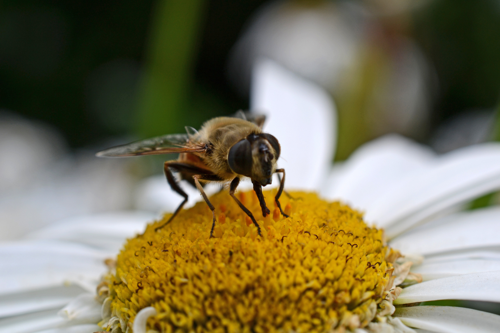 Fleißiges Bienchen Foto & Bild | tiere, wildlife, insekten Bilder auf ...