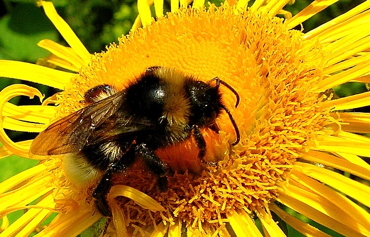 fleißiges Bienchen Foto & Bild | tiere, wildlife, insekten Bilder auf ...