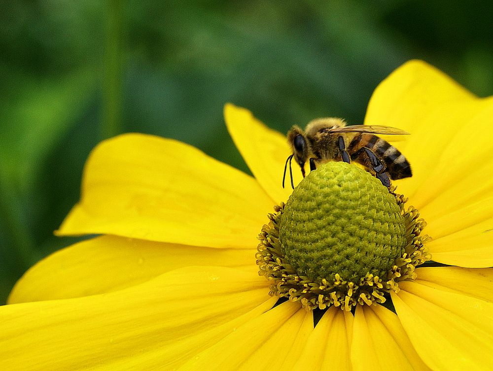 Fleißiges Bienchen Foto & Bild | tiere, wildlife, insekten Bilder auf ...