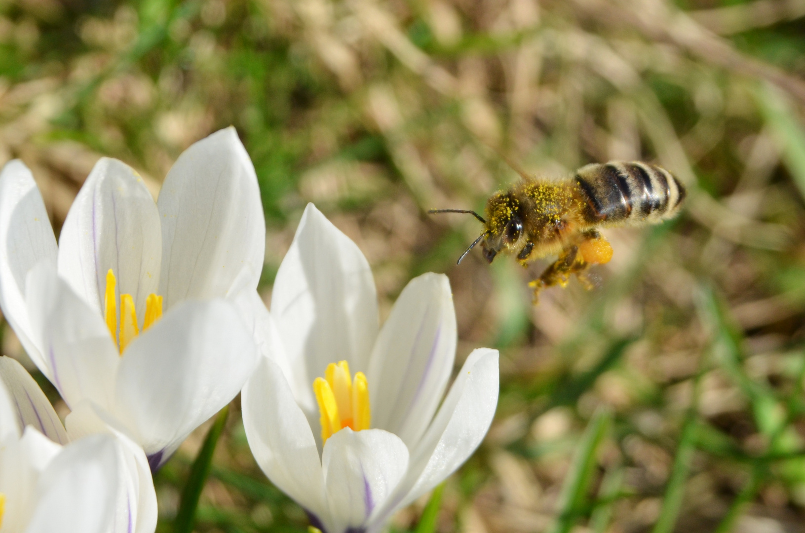Fleißiges Bienchen Foto & Bild | deutschland, europe, bayern Bilder auf ...