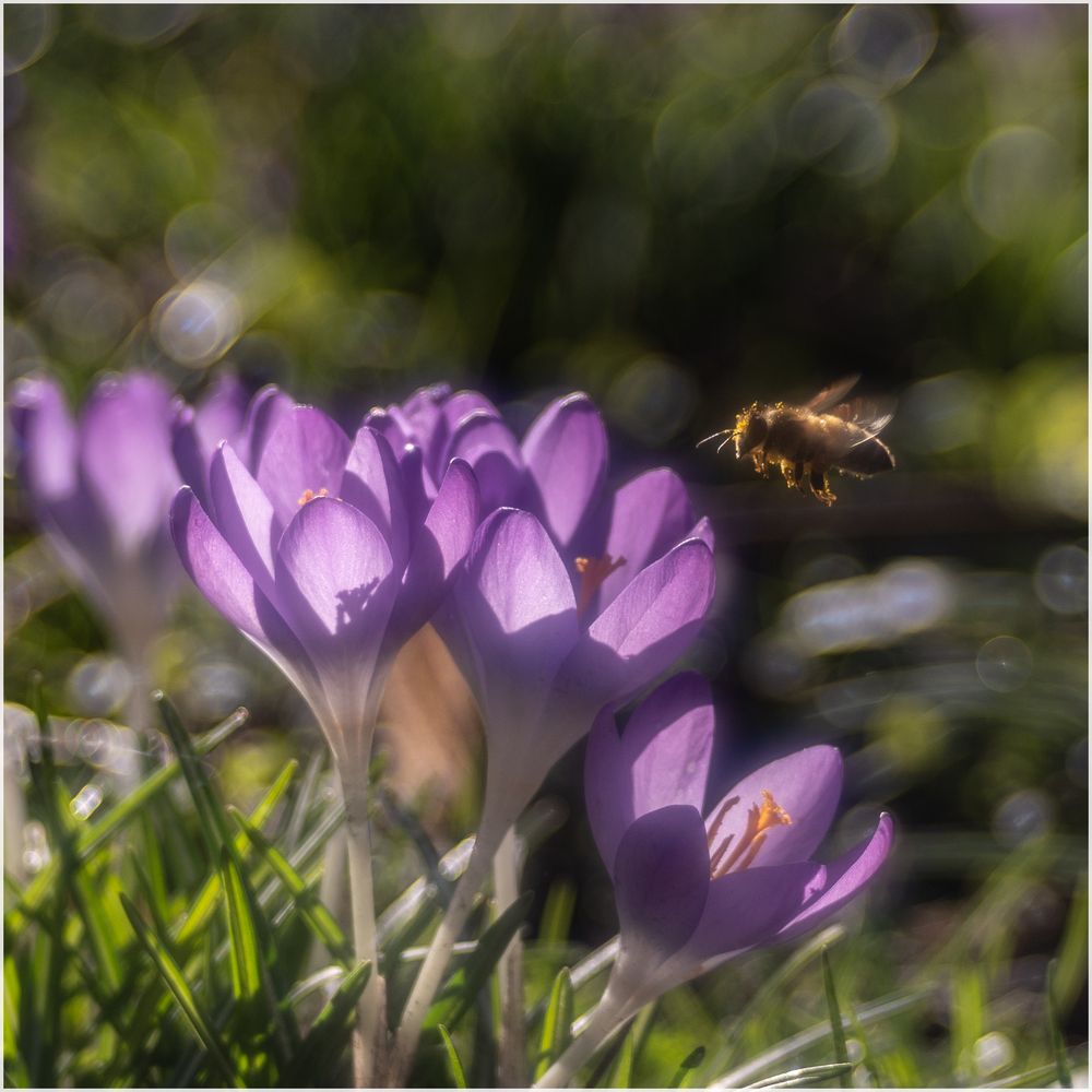 ***fleißiges Bienchen*** Foto & Bild | tiere, wildlife, insekten Bilder ...