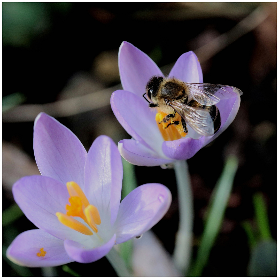 Fleißiges Bienchen Foto & Bild | tiere, wildlife, insekten Bilder auf ...