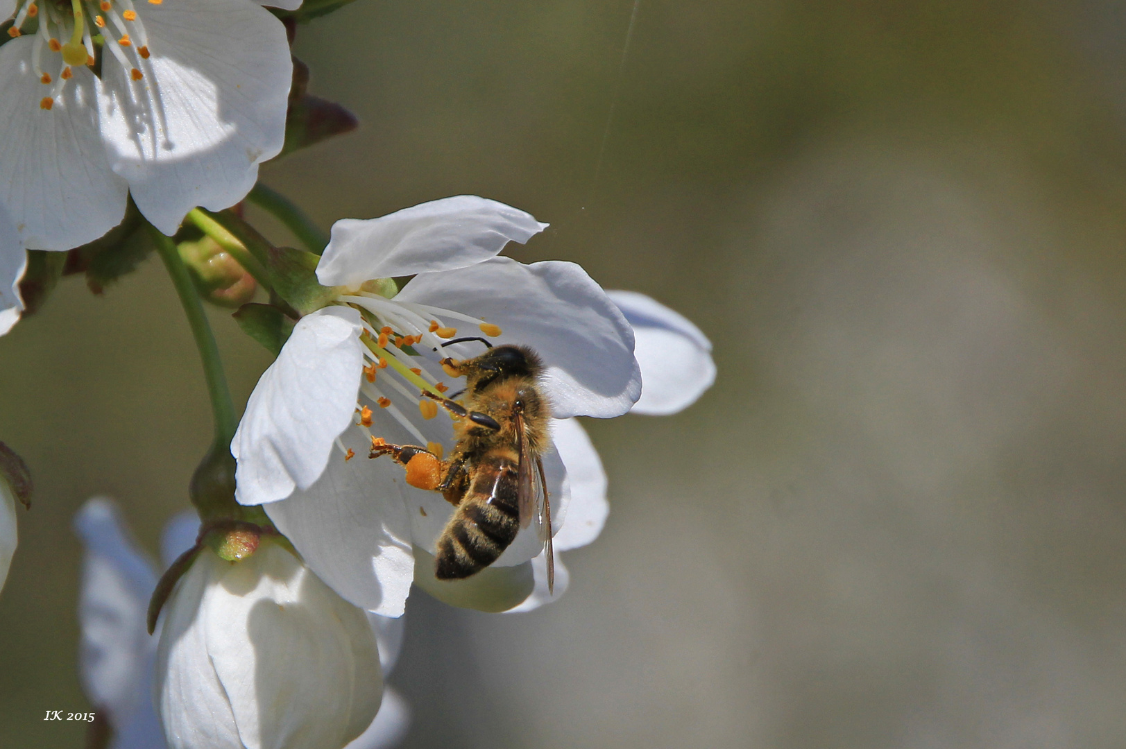 Fleißiges Bienchen Foto & Bild | tiere, wildlife, insekten Bilder auf ...