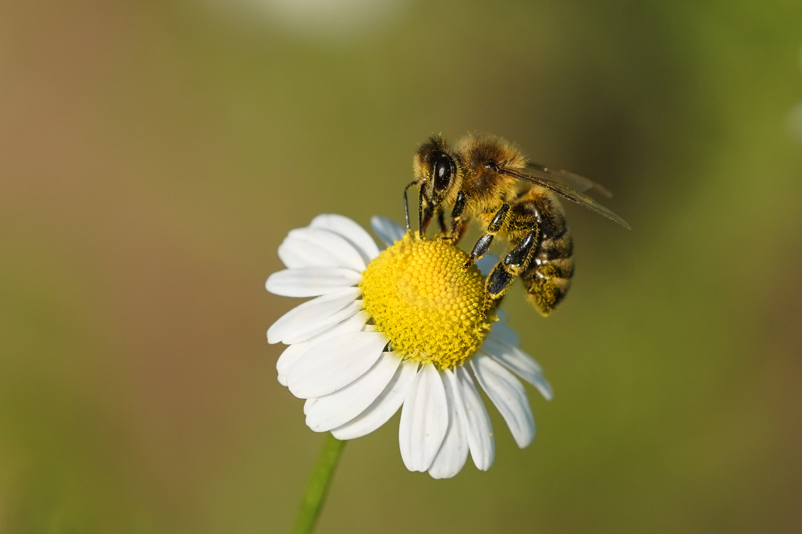 fleißiges Bienchen Foto & Bild | tiere, wildlife, insekten Bilder auf ...