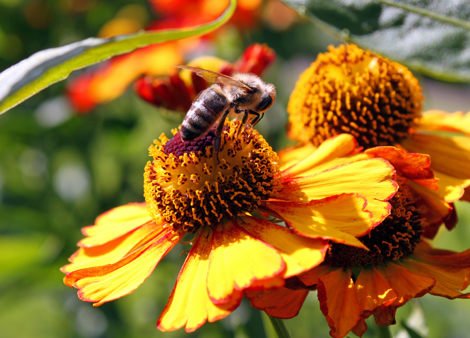 Fleißiges Bienchen Foto & Bild | tiere, wildlife, insekten Bilder auf ...